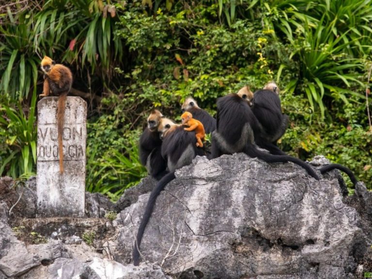 Top 10 Halong Bay Facts | Unveiling The Mysteries | Halong Hub